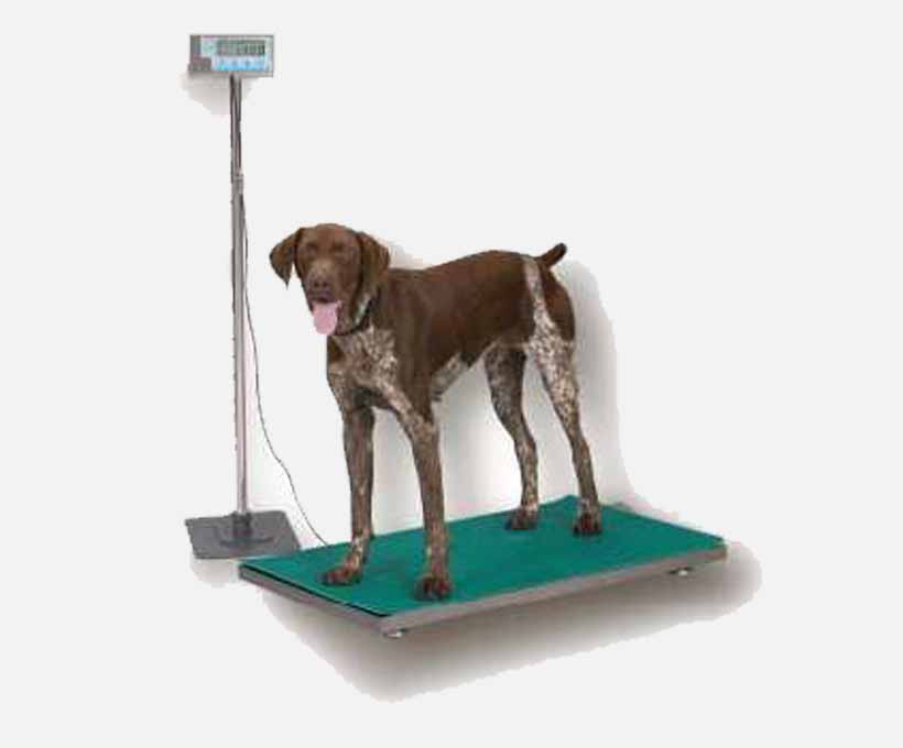 Dog Weighing Machine quality machine counting